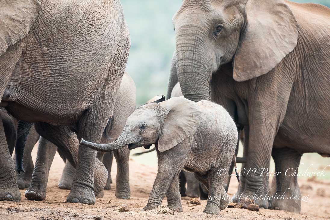 What Is The Future For African Elephants - Peter Chadwick | African ...