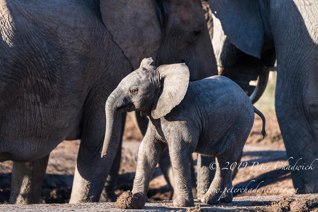 What Is The Future For African Elephants - Peter Chadwick | African ...