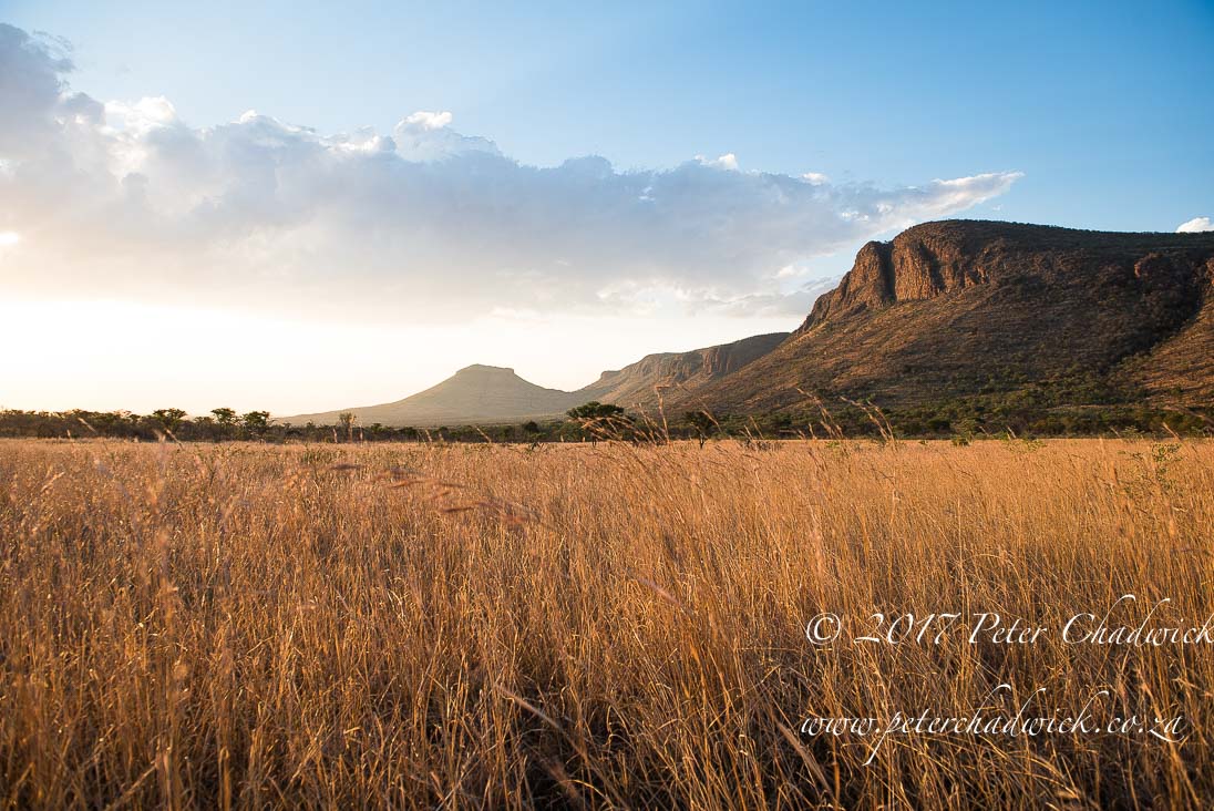 Beautiful Marataba - Peter Chadwick | African Conservation Photographer