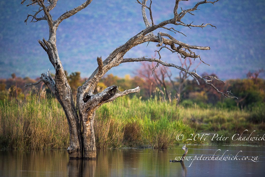 Beautiful Marataba - Peter Chadwick | African Conservation Photographer